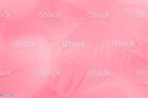 흰색 배경에 아름 다운 추상 화려한 흰색과 분홍색 깃털 과 부드러운 흰색 빨간 깃털 질감 핑크 패턴 핑크 배경 검은색에 대한
