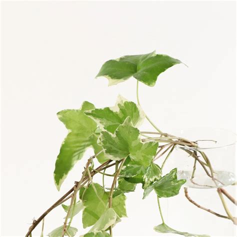 무늬 줄 아이비 꽃말과 특징 Hedera Color 꽃도감