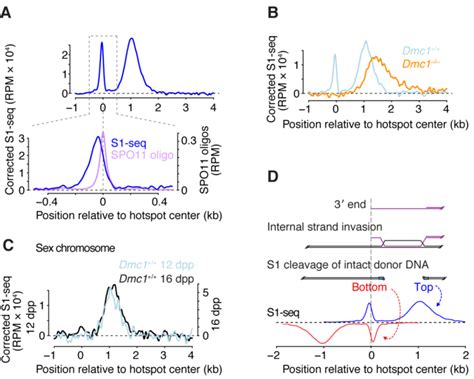 Intermolecular Recombination Intermediates A Spatial Disposition Of