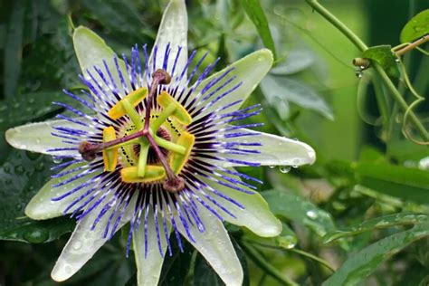 Passiflora Caerulea Tanaman Merambat Mempesona Yang Perlu Anda Ketahui