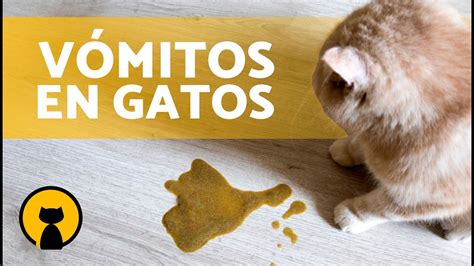 Por qué mi GATO VOMITA mucho 6 Causas de los Vómitos en Gatos