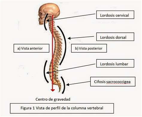 Anatomia De La Columna Vertebral Anestesiologia Pdmre