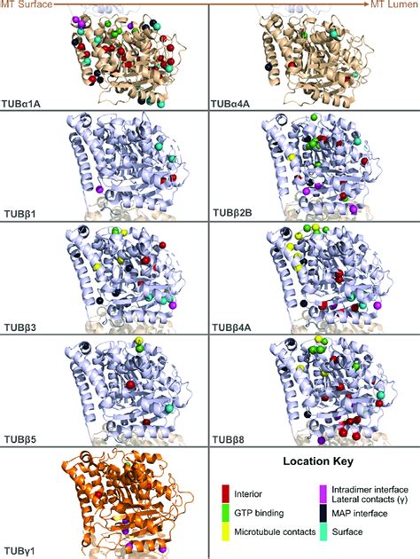 Visualisation Of Pathogenic Tubulin Mutations On Three Dimensional