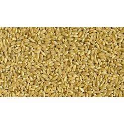 Wheat Seeds Gehun Beej Suppliers Traders Manufacturers