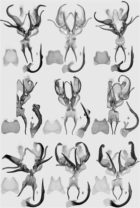 Figure 1 9 From A Review Of The Euthrix Laeta W Alker 1855 Complex