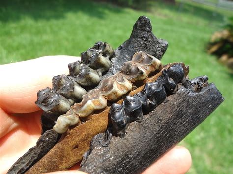 Three Nice Deer Mandibles Recently Sold Fossils Prehistoric Florida