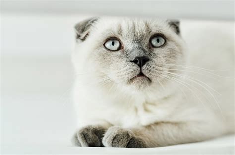 침대에 누워 화이트 스코틀랜드 접기 국내 고양이 아름다운 흰색 새끼 고양이 푸른 눈을 가진 스코틀랜드 새끼 고양이의 초상화