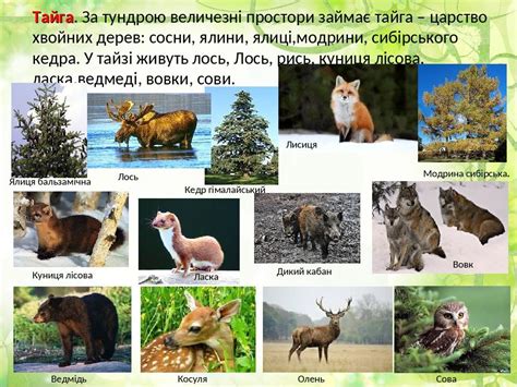 Презентація до уроку природознавства 4 клас Тема Євразія