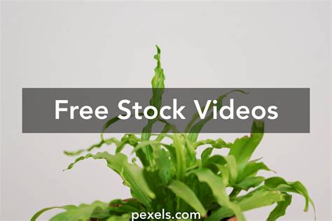 Green Leaf Wall Background Videos Download The Best Free 4k Stock