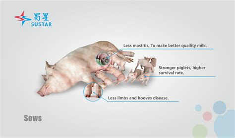 Swine