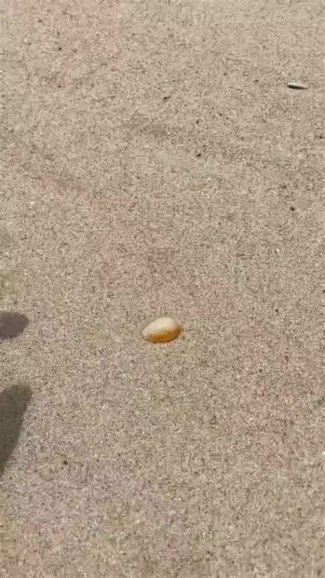 바닷가에서 조개 껍데기 수집하기 ‹ 자유 게시판 ‹ 야돌이닷컴
