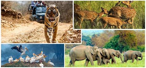 Indian Wildlife Club Forum
