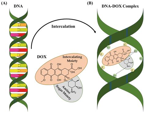 Molecules Free Full Text Optimized Dox Drug Deliveries Via Chitosan Mediated Nanoparticles