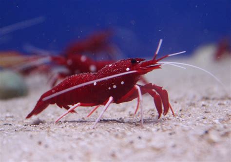 Crustacean Red Land Cancer Animals In The Wild Animal Themes