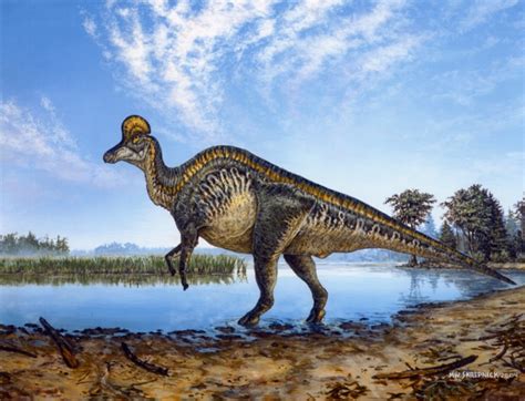 Corythosaurus Dinopedia Fandom Powered By Wikia