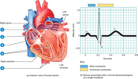 Cardiac Conduction System Ecg