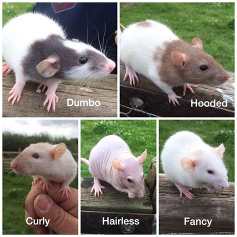 Different Breeds Of Rats Artofit