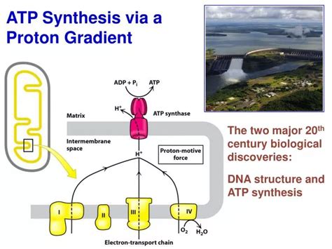 PPT - ATP Synthesis via a Proton Gradient PowerPoint Presentation, free download - ID:1458107