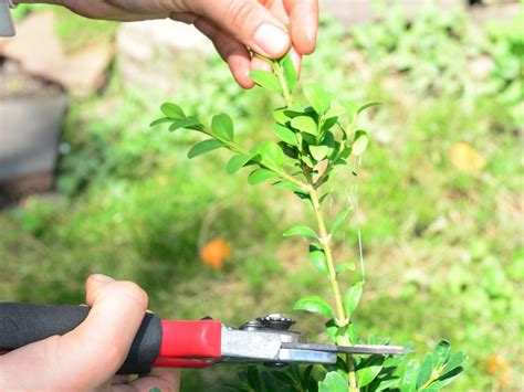 Tips And Information About Cuttings Gardening Know How