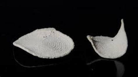 Tiny Caterpillar Like Soft Robot Folds Rolls Grabs And Degrades