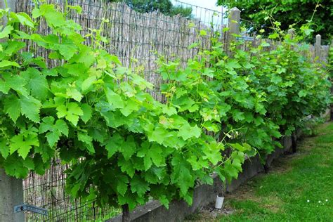 Tailler Vigne Printemps 6 Conseils Dentretien