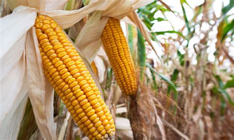 Genetically Modified Maize