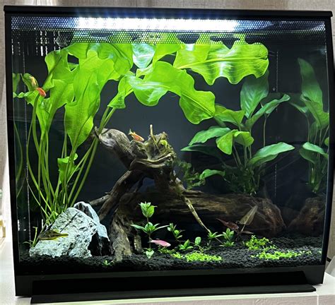 My 1st Planted Tank Rplantedtank