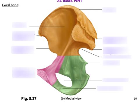 Coxal Bone Medial View Diagram Quizlet