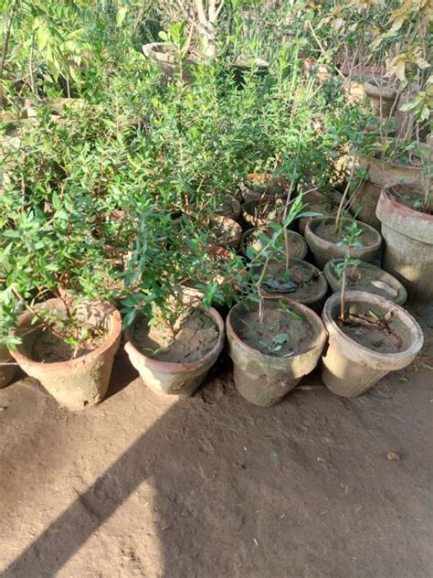 Elachi Plant About 2 Feet Size Not Real Elachi Its Small Ball Like