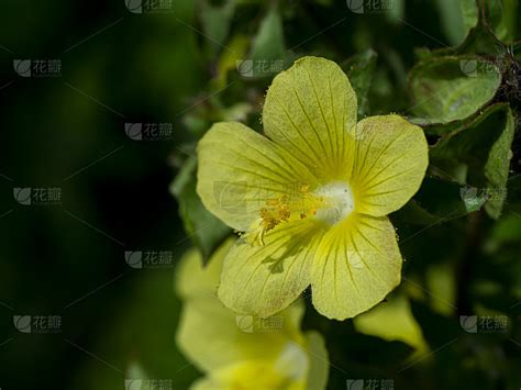 巴西黄麻的近缘，黄叶苞花