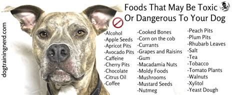15 Foods You Should Avoid Giving Your Dog At All Costs Get That Right