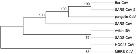 The Alignment Of The Amino Acid Sequences Of The S Proteins From 4