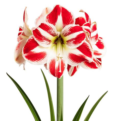 Amaryllis Amorita Esus Crin De Camera 1buc Planterra Ro Viata Pe Verde