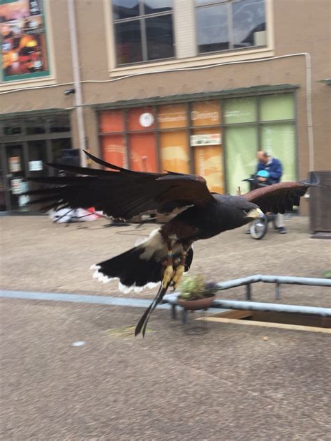 彦根イベント ハト・カラス駆除のグリーンフィールド