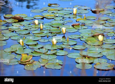 Garden Pond With Water Lilies Design Hi Res Stock Photography And Images Alamy