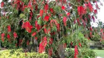 Bottle Brush Tree Uses At Marie Renda Blog