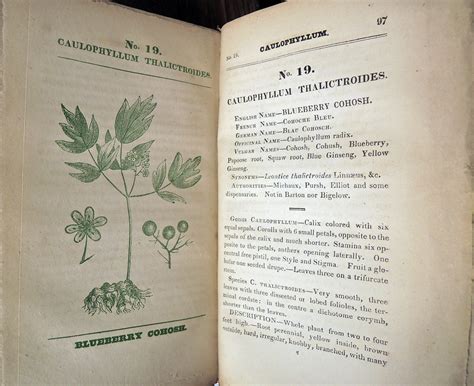 Erigeron Philadelphicum And Other Medical Flora Graphic Arts