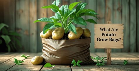 What Are Potato Grow Bags A Beginners Guide To Easy Potato