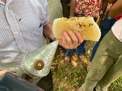 Workshop Superbox Maintenance Honey Extraction Techniques And Queen Bee Capturing