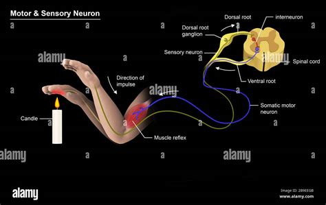 Neurona Motora Fotografías E Imágenes De Alta Resolución Alamy