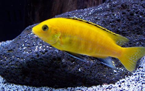 Labidochromis Caeruleus Acuario Adictos
