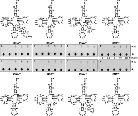 Bs Trmk Methylates A Variety Of B Subtilis Trnas Autoradiograms Of