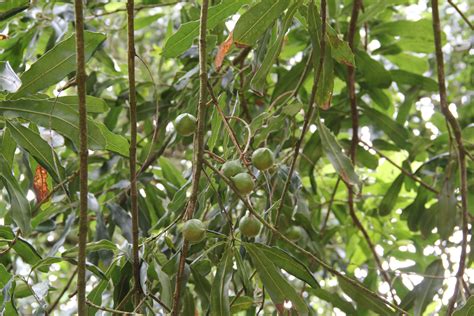 Macadamia Diseases And Pests Description Uses Propagation