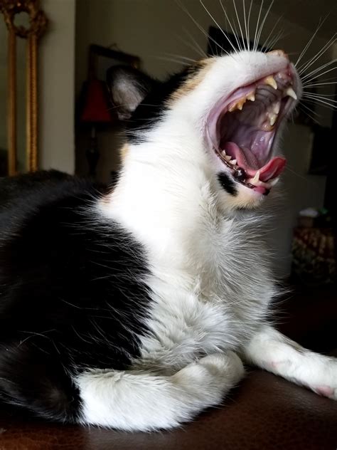Caught A Picture Of My Cat Yawning Cute Cats Hq Pictures Of Cute