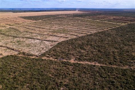 Desmatamento Do Cerrado Tem Quatro Vezes O Tamanho Da Cidade De São
