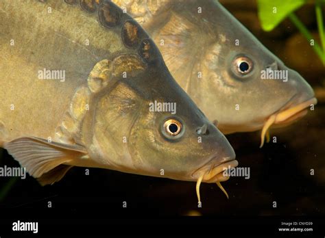 Gemeiner karpfen carpio cyprinus Fotos und Bildmaterial in hoher Auflösung Alamy