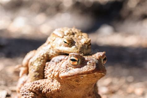 Love Sex And Frogs Stock Photo Image Of Lumps Croaking