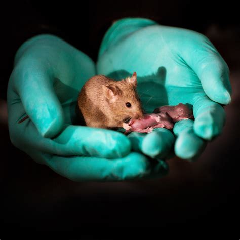 Stem Cell Research And Treatments News And Analysis By Stat