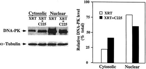 Modulation Of Radiation Response After Epidermal Growth Factor Receptor