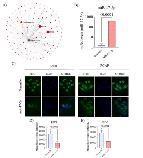 The Layout Of The Pc 3 Cell Line After Treatment With Mir 17 5p Mimics Download Scientific